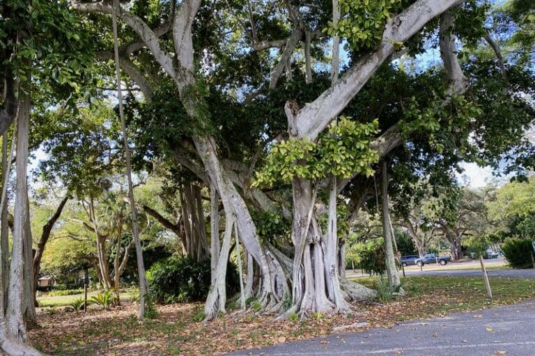 Was Thomas Edison a Florida snowbird? | Always Want To Go