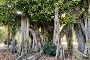 Was Thomas Edison a Florida snowbird? – Always Want To Go