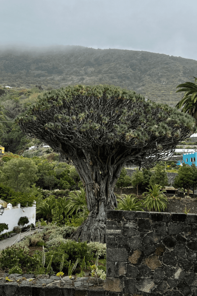 Tenerife, the largest of the Canary Islands – Always Want To Go